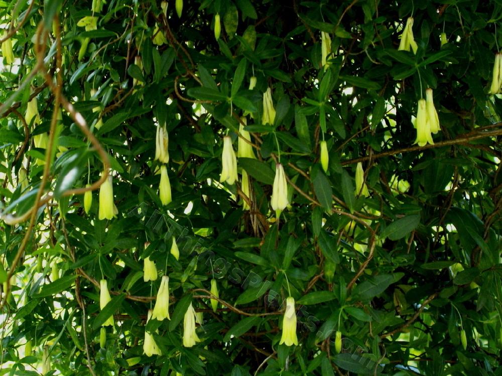 Photo of the bloom of Climbing Blueberry (Billardiera longiflora ...