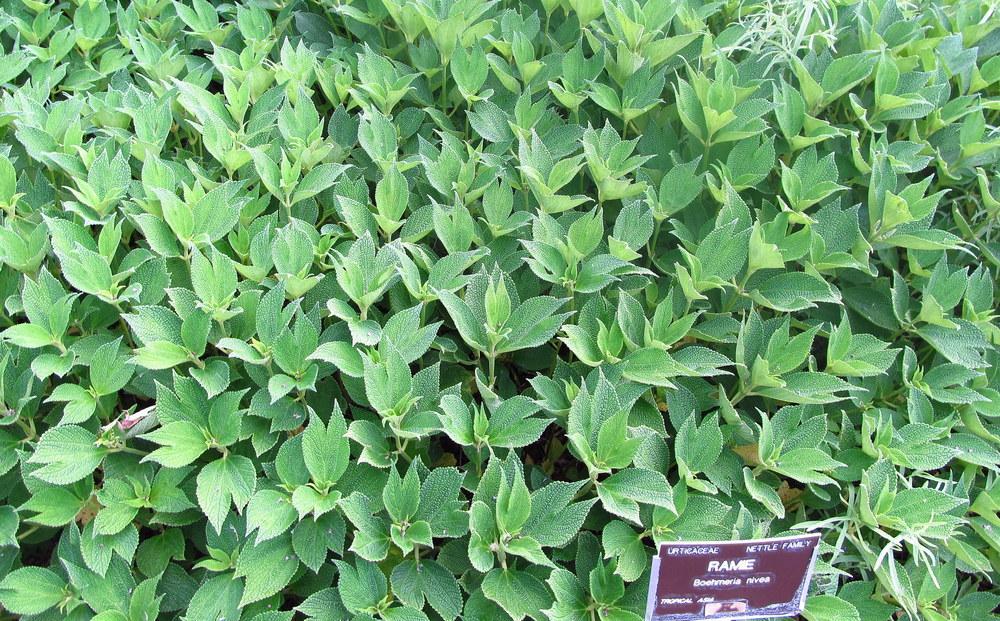 Photo of the entire plant of Ramie (Boehmeria nivea) posted by jmorth ...