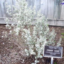 Cimarron Dwarf Sage (Leucophyllum zygophyllum 'Cimarron') - Garden.org