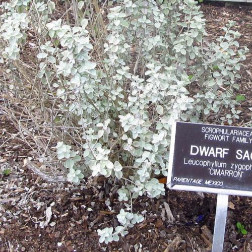 Cimarron Dwarf Sage (Leucophyllum zygophyllum 'Cimarron') - Garden.org