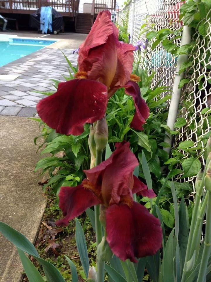 Photo of the bloom of Tall Bearded Iris (Iris 'Scarlet Ribbon') posted ...