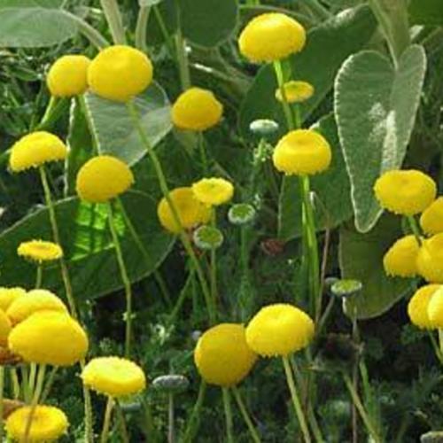 Cotula lineariloba 'Big Yellow Moon' - Garden.org