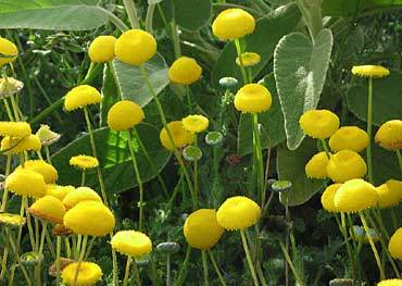 Cotula lineariloba 'Big Yellow Moon' - Garden.org