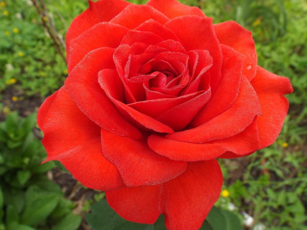 Rose (Rosa 'Comanche') in the Roses Database - Garden.org