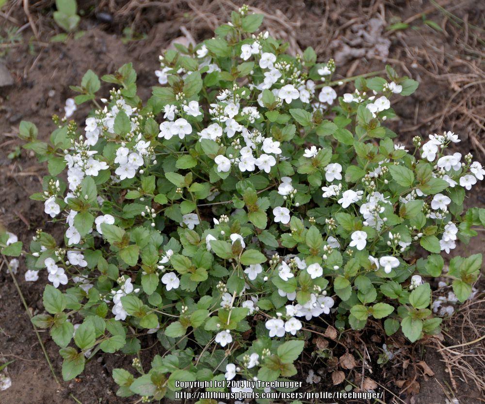 Photo of the entire plant of Speedwell (Veronica 'Whitewater') posted ...