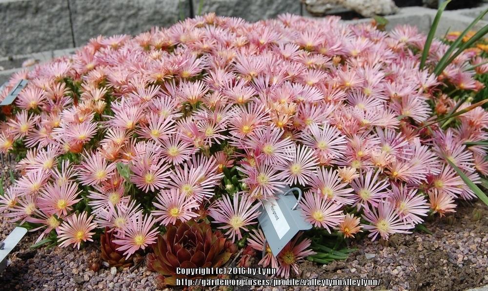 Photo of the bloom of Ice Plant (Delosperma cooperi Mesa Verde®) posted ...
