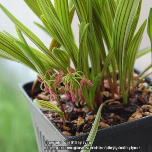 Cooper's Ledebouria (Ledebouria cooperi) - Garden.org