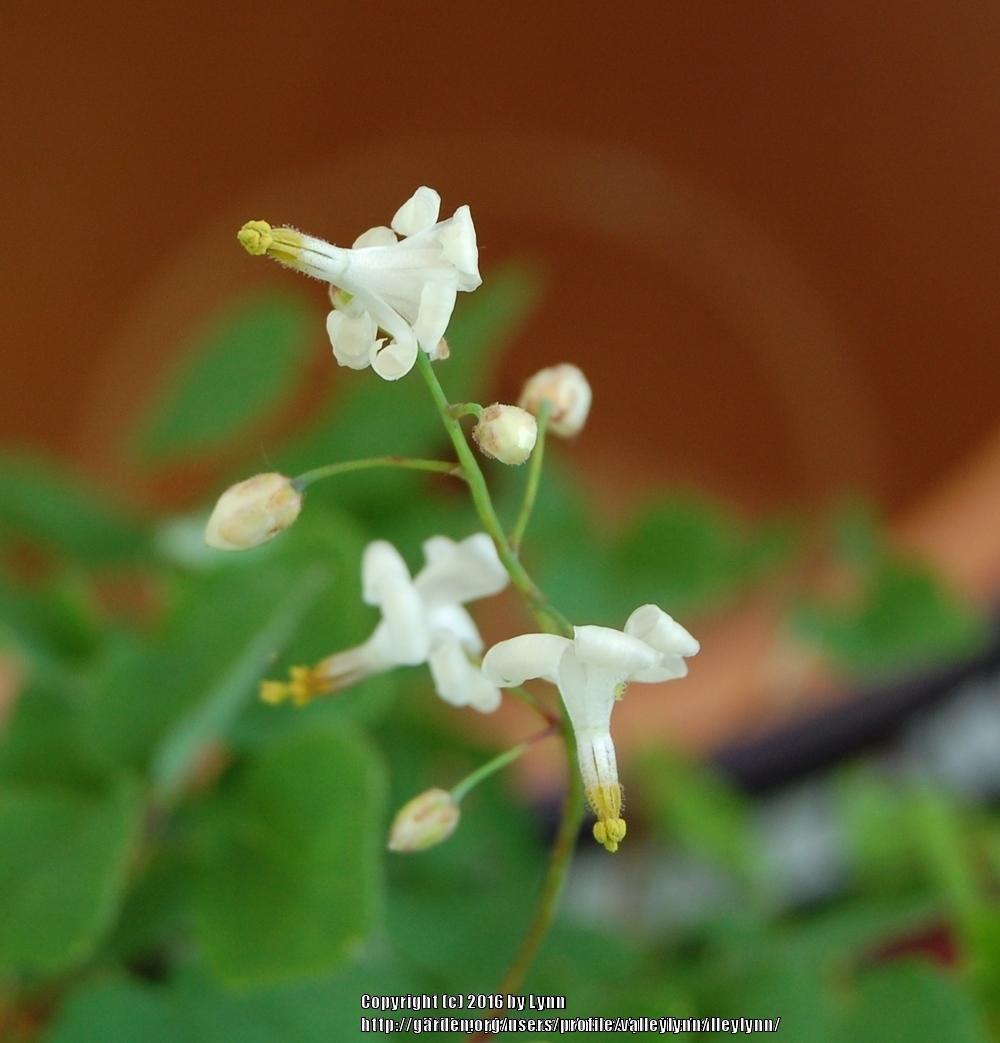 Photo of the bloom of Northern Inside-Out Flower (Vancouveria hexandra ...