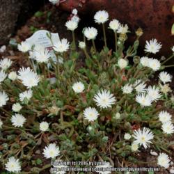 Photo of the bloom of Ice Plant (Delosperma 'Jewel of Desert Moon Stone ...