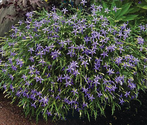 Photo of the entire plant of Blue Star Creeper (Isotoma axillaris ...
