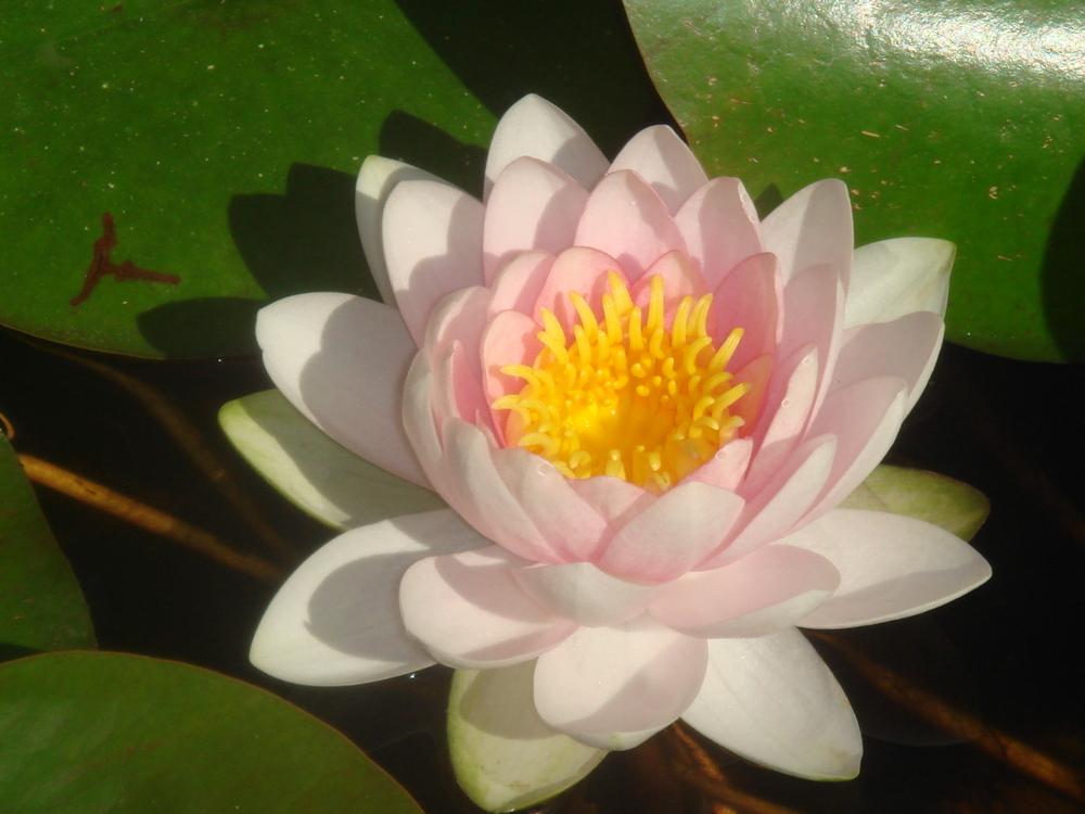 Nymphaeas: Plant Care and Collection of Varieties - Garden.org