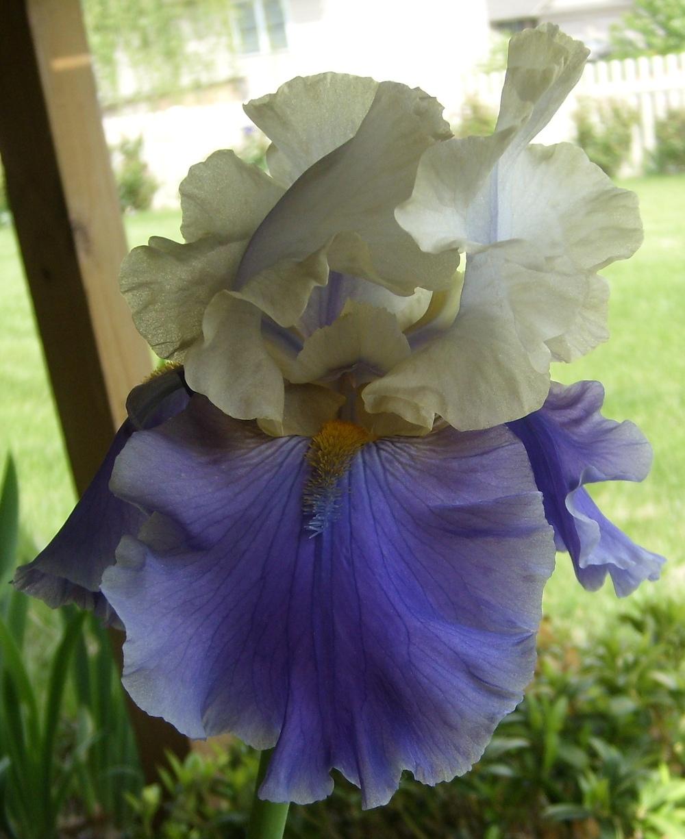 Photo of the bloom of Tall Bearded Iris (Iris 'Mother Earth') posted by ...