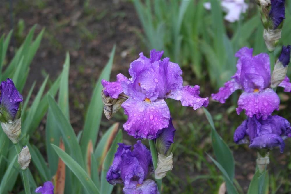 Border Bearded Iris (Iris 'Berry Rich') in the Irises Database - Garden.org