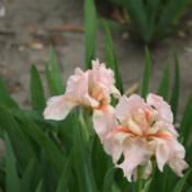 Standard Dwarf Bearded Iris (Iris 'Betsey Boo') in the Irises Database ...
