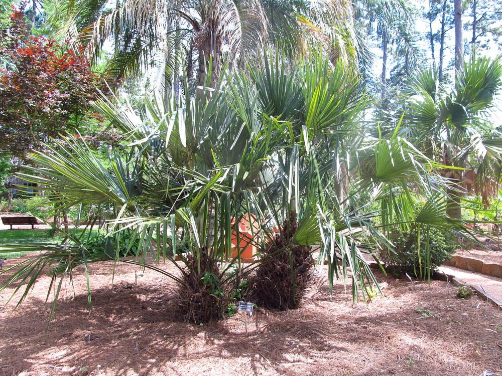 Needle Palm (Rhapidophyllum hystrix) - Garden.org