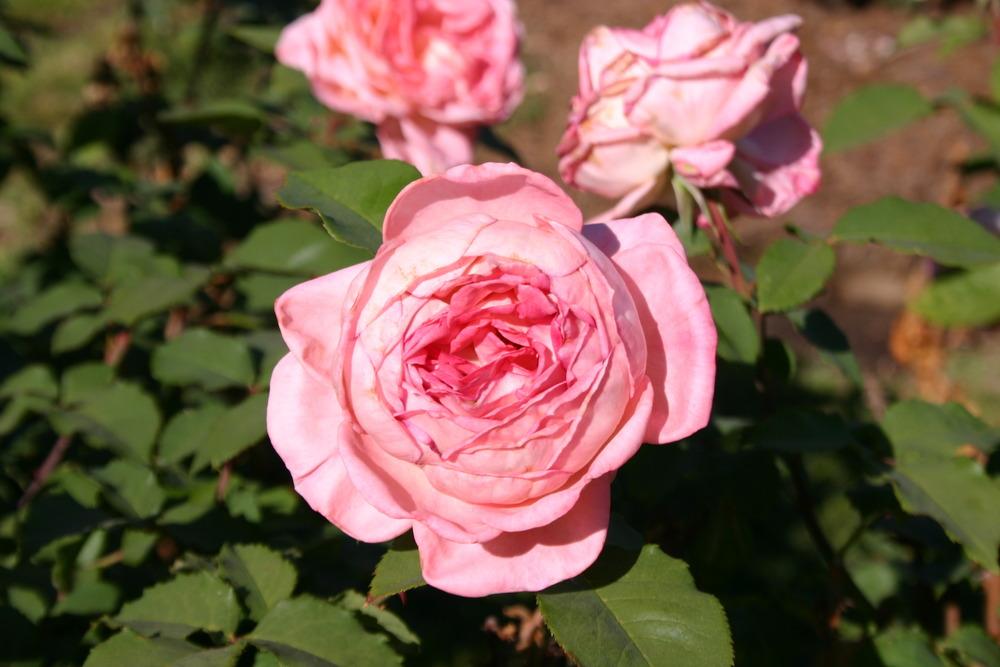 Photo of the bloom of Rose (Rosa 'Comtesse de Provence') posted by jon ...