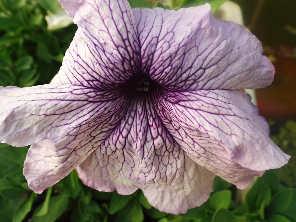 Petunias: Plant Care and Collection of Varieties - Garden.org