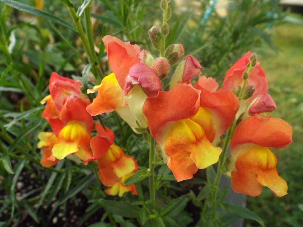 Photo of the bloom of Snapdragon (Antirrhinum majus Solstice™ Orange ...