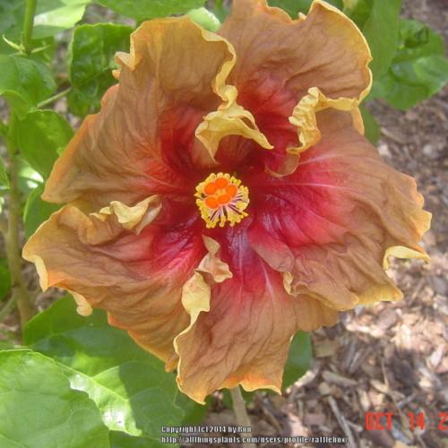 Tropical Hibiscus (Hibiscus rosa-sinensis 'Voodoo Magic') in the ...