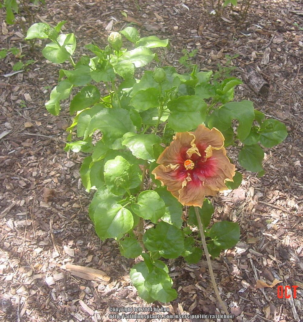 Photo of the entire plant of Tropical Hibiscus (Hibiscus rosa-sinensis ...