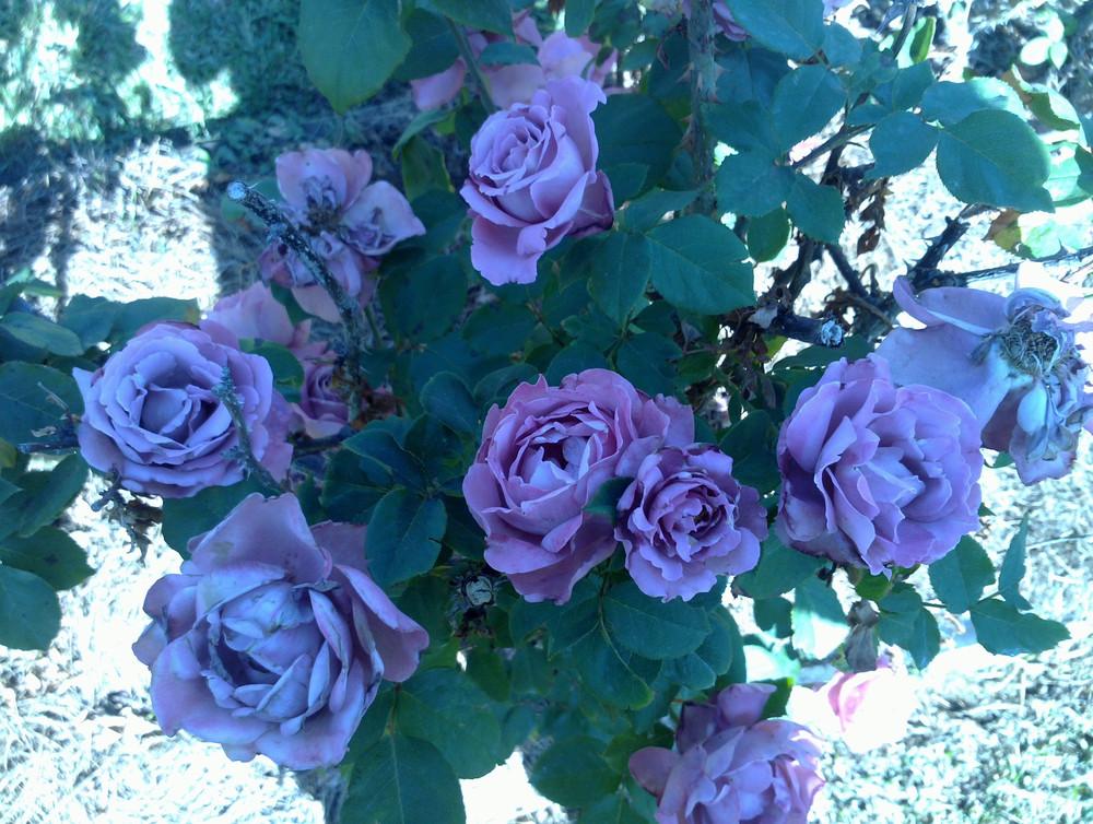 Photo of the entire plant of Rose (Rosa 'Royal Amethyst') posted by ...