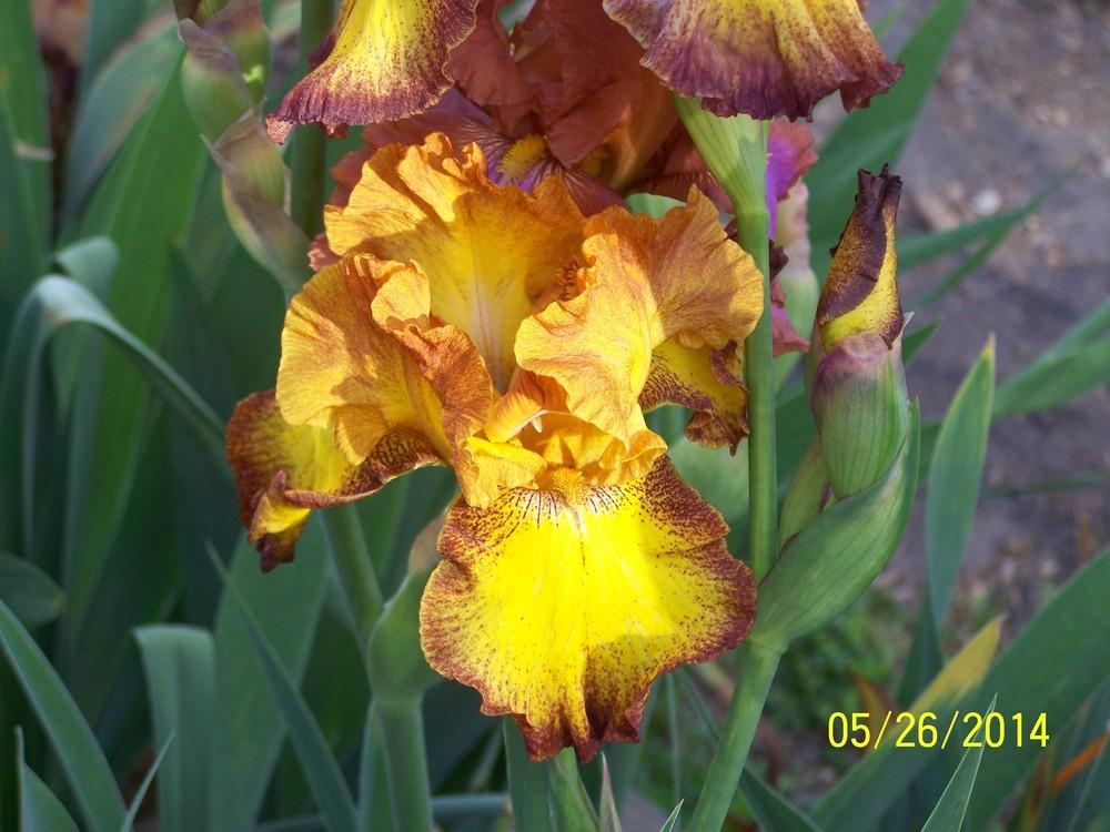 Photo of the bloom of Tall Bearded Iris (Iris 'Atomic Flame') posted by ...