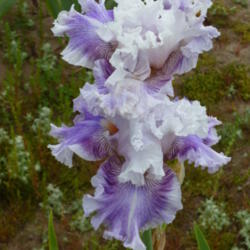 Tall Bearded Iris (Iris 'Frill of It All') in the Irises Database ...