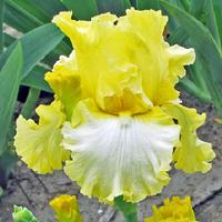 Tall Bearded Iris (Iris 'Sunray Reflection') in the Irises Database - Garden.org
