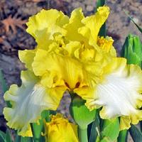 Tall Bearded Iris (Iris 'Sunray Reflection') in the Irises Database - Garden.org