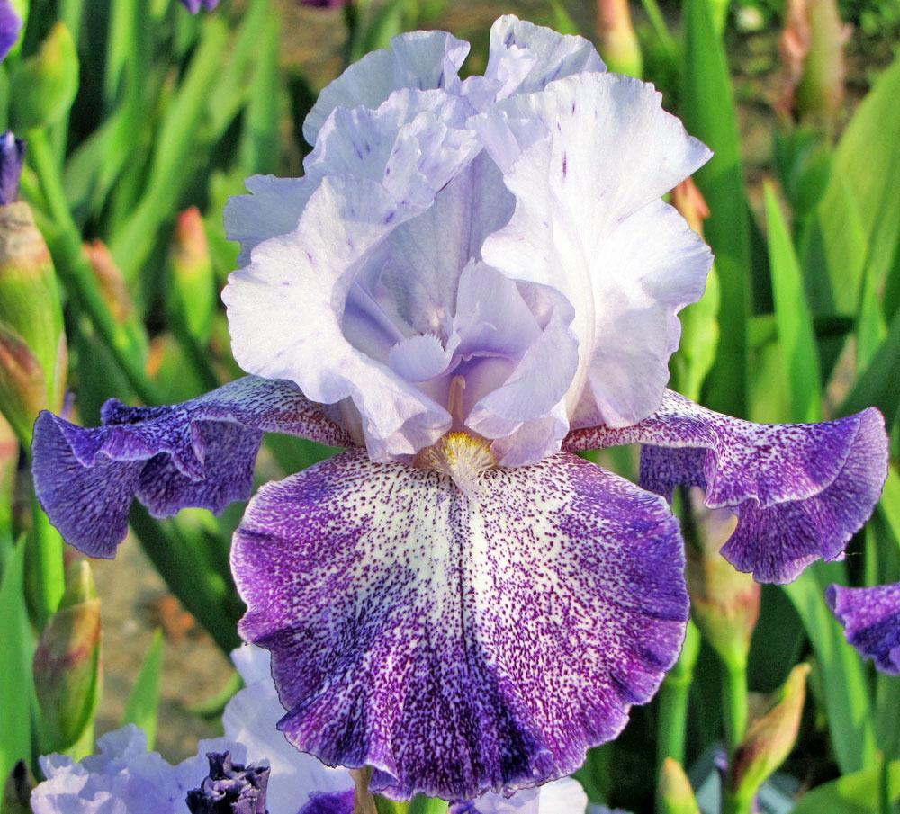 Photo of the bloom of Tall Bearded Iris (Iris 'Splashacata') posted by TBGDN - Garden.org