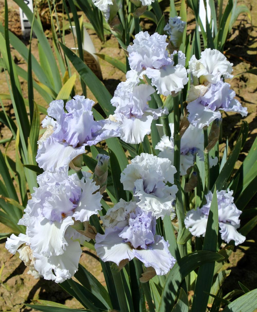 Photo of the bloom of Tall Bearded Iris (Iris 'My Lady's Manor') posted ...