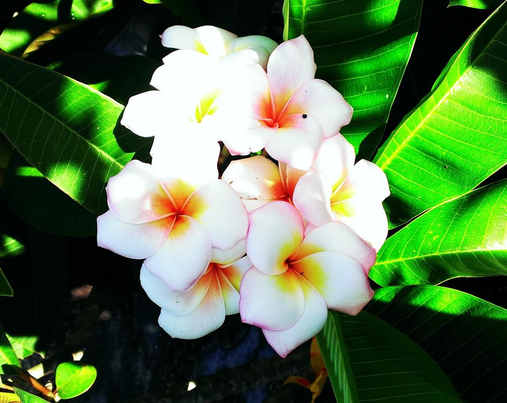 Plumerias: Plant Care and Collection of Varieties - Garden.org