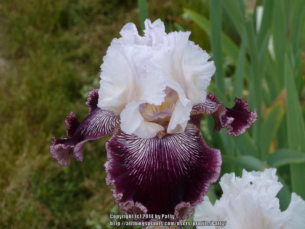 Tall Bearded Iris (Iris 'Samba Queen') in the Irises Database - Garden.org