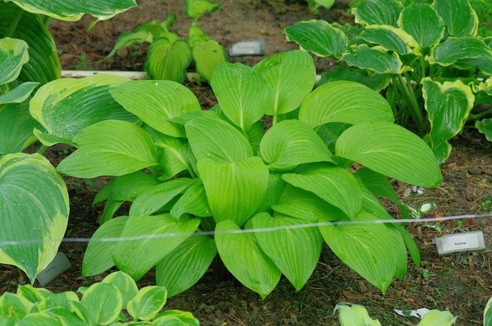 Hosta 'Pink Flamingo' in the Hostas Database - Garden.org