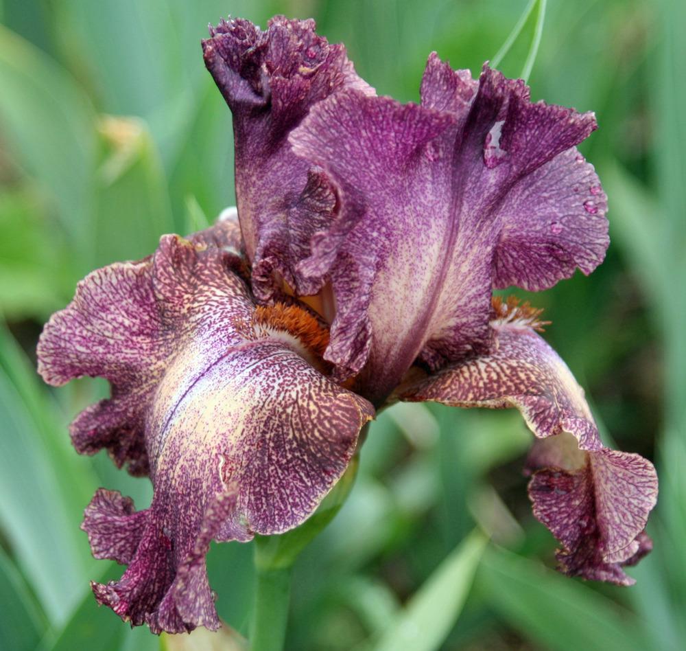 Tall Bearded Iris (Iris 'Columbia the Gem') in the Irises Database ...