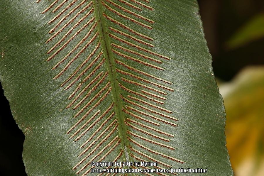 New World Birdnest Fern (Asplenium serratum) - Garden.org