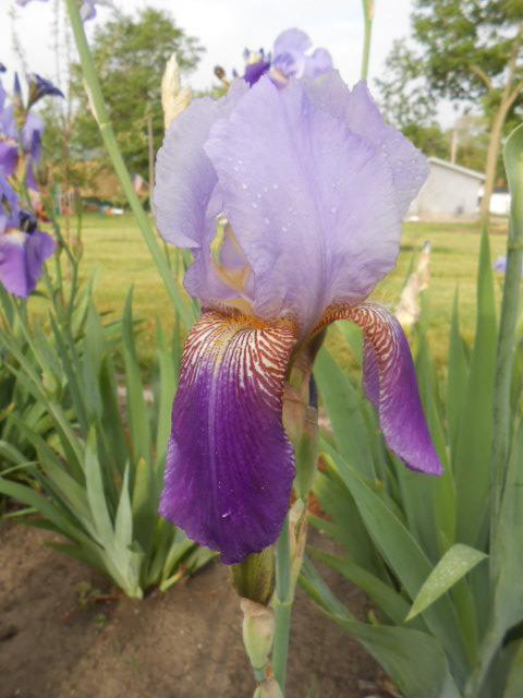 Photo of the bloom of Tall Bearded Iris (Iris 'Alcazar') posted by ...