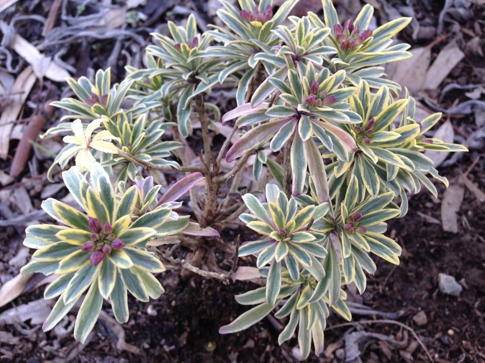 Photo of the entire plant of Variegated Wallflower (Erysimum linifolium ...