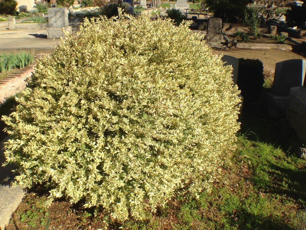 Photo of the entire plant of Variegated Dwarf Myrtle (Myrtus communis ...