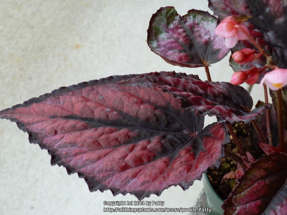 Rex Begonia (Begonia rex 'Red Tango') in the Begonias Database - Garden.org