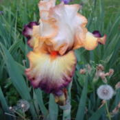 Photo of the bloom of Tall Bearded Iris (Iris 'Expect Wonders') posted ...