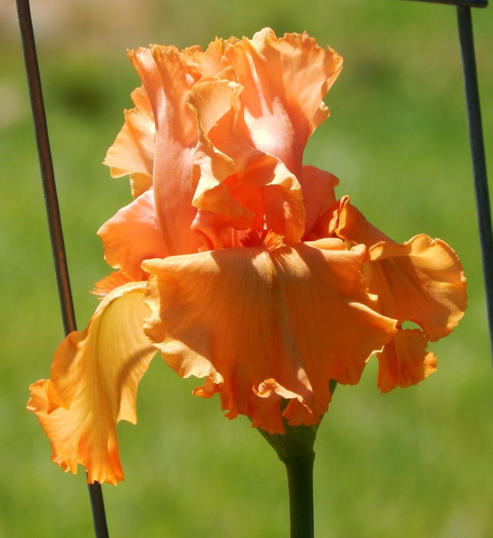 Photo of the bloom of Tall Bearded Iris (Iris 'Autumn Riesling') posted ...