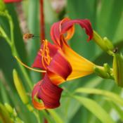 Daylily (Hemerocallis 'Red Magic') in the Daylilies Database - Garden.org