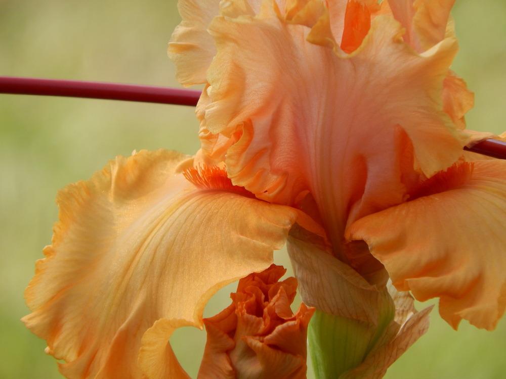 Photo of the bloom of Tall Bearded Iris (Iris 'Autumn Riesling') posted ...