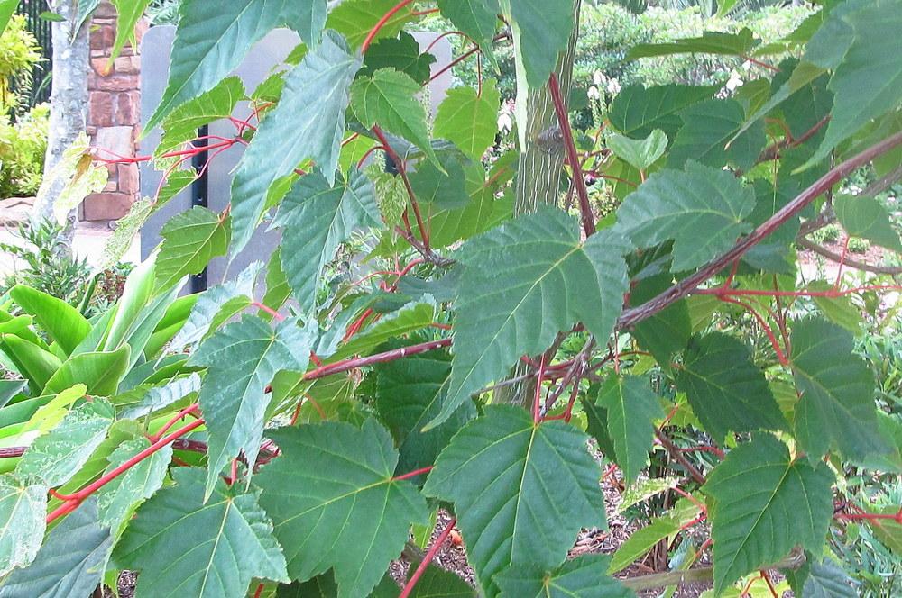Maple (Acer 'Silver Cardinal') - Garden.org