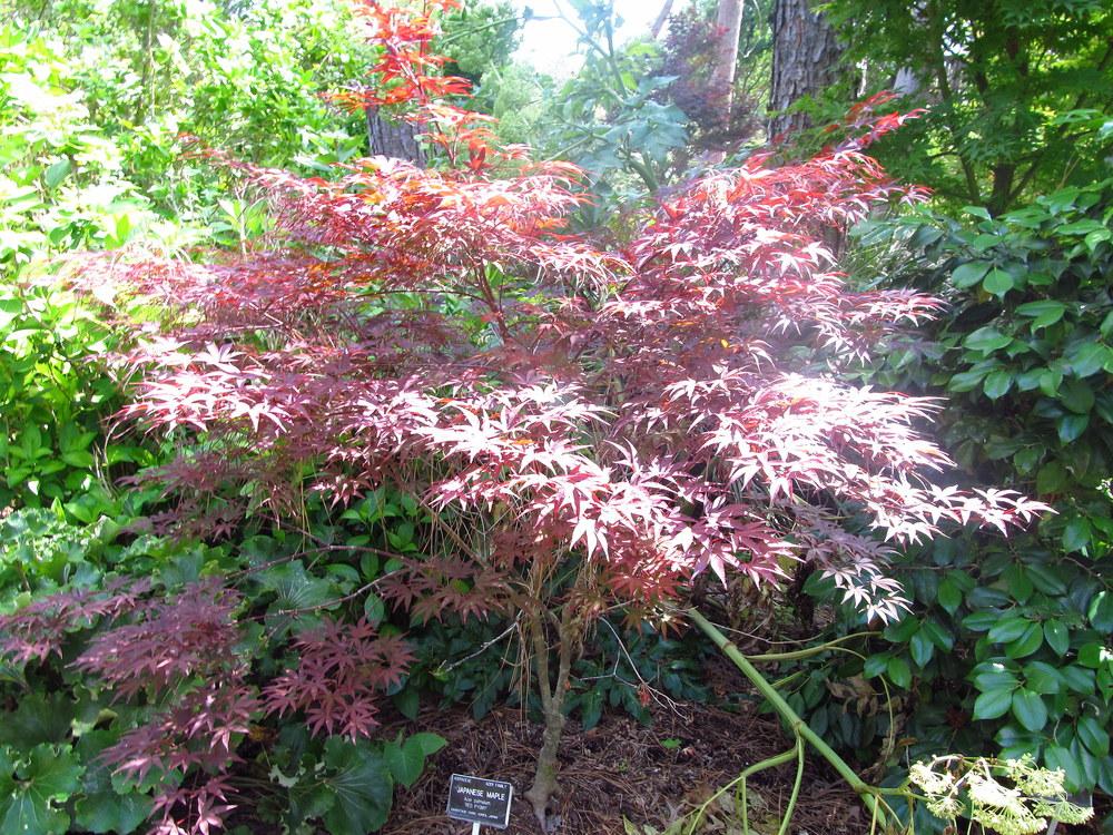 Photo of the entire plant of Japanese Maple (Acer palmatum 'Red Pygmy ...