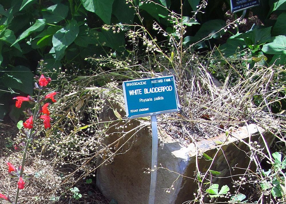 White Bladderwort (Physaria pallida) - Garden.org