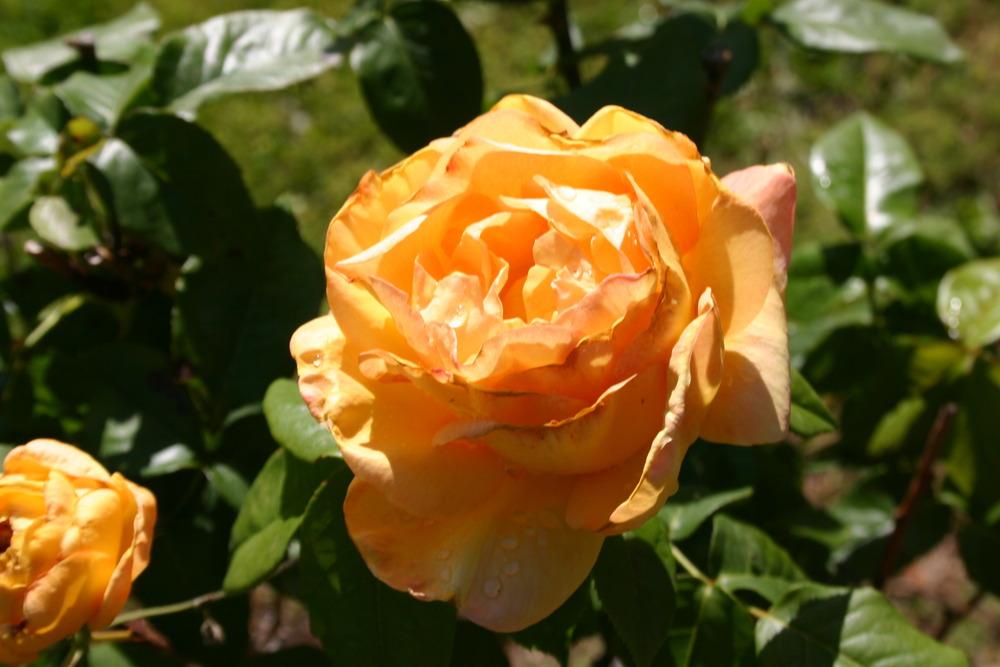 Rose (Rosa 'Celebrity') in the Roses Database - Garden.org