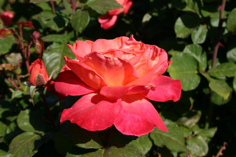 Photo of the bloom of Rose (Rosa 'Christopher Columbus') posted by jon ...