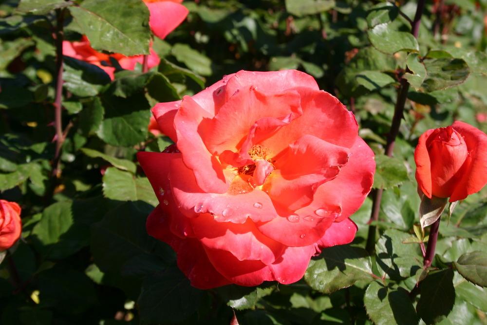 Photo of the bloom of Rose (Rosa 'Christopher Columbus') posted by jon ...